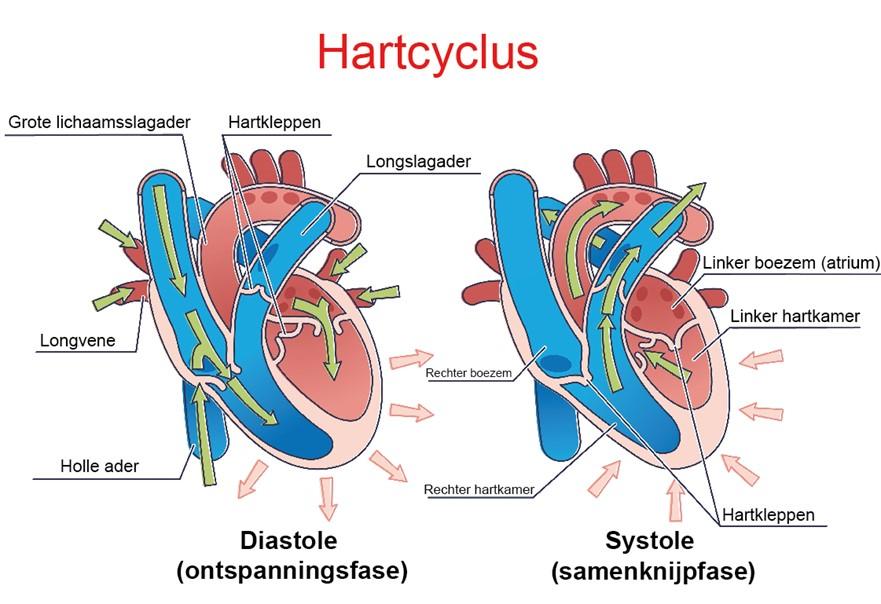 Diastolisch hartfalen “een stijf hart”
