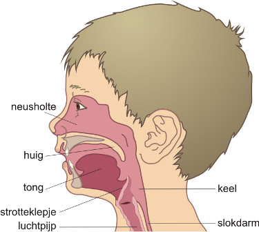 Supraglottoplastiek bij uw kind | Amsterdam UMC