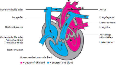 Aorta aneurysma en dissectie - patiëntinformatie