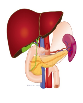Procedimento De Whipple Membro Aferente
