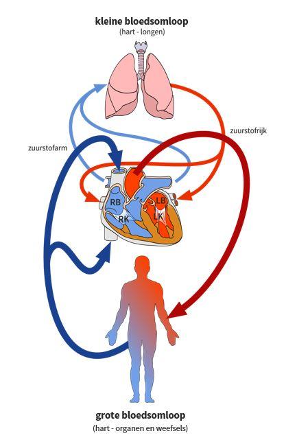 Myocarditis