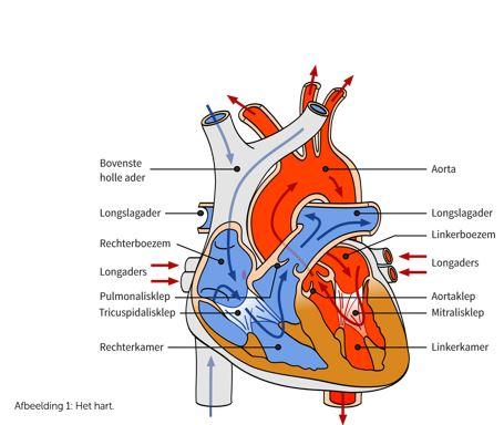 Ablatie - patiëntinformatie