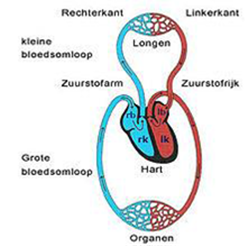 Pulmonalisklepstenose