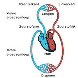 Aorta aneurysma en dissectie - patiëntinformatie