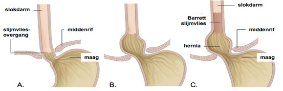 Slokdarm Anatomie Lagen